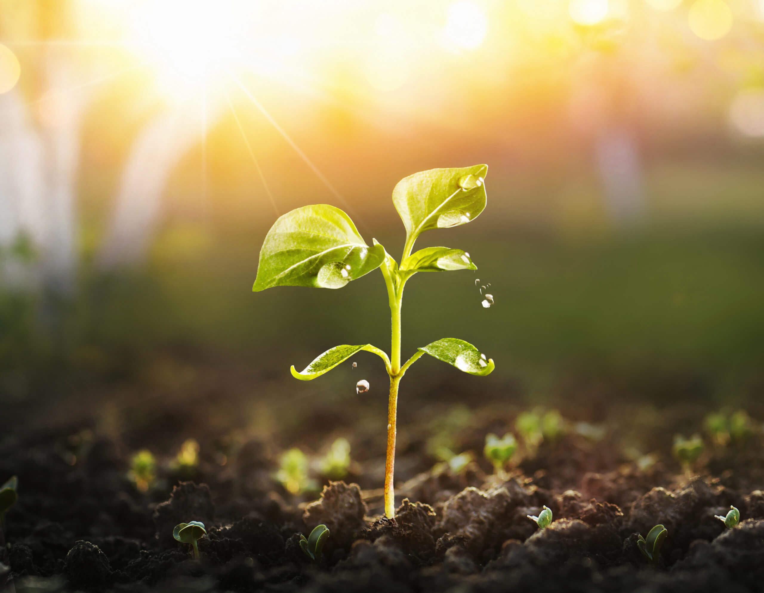 Looking Forward to Spring - EMP Tech Group